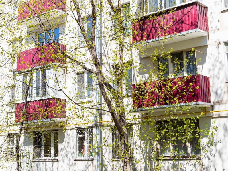 Maple Tree with Young Leaves and Apartment House Stock Photo - Image of ...