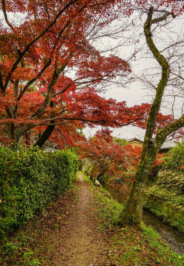 Maple Trees at Autumn in the Garden Stock Photo - Image of outdoor ...