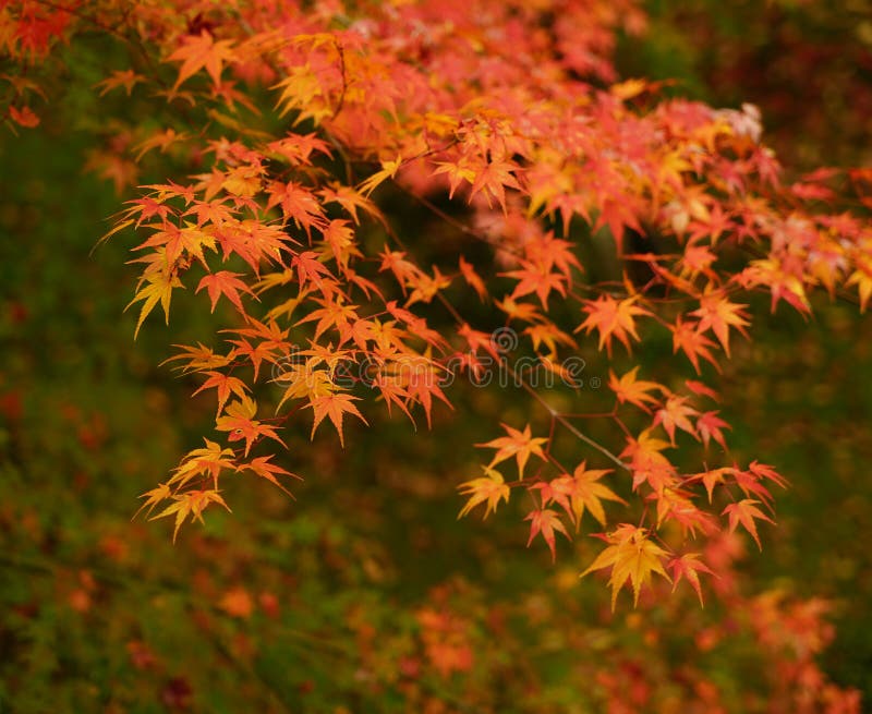 Maple Trees at Autumn in the Garden Stock Image - Image of kyoto ...