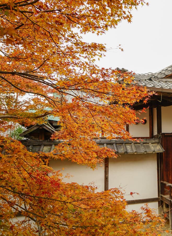 Maple Trees at Autumn in the Garden Stock Image - Image of korea, green ...