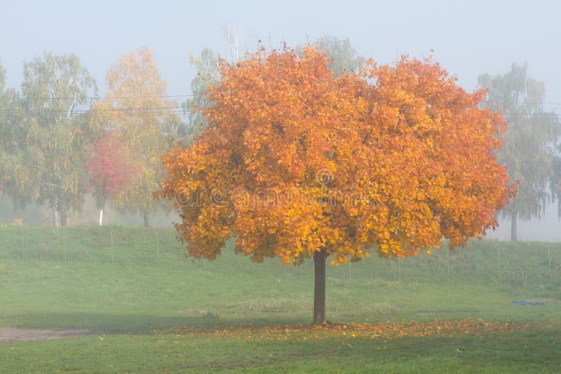 Maple trees in autumn stock image. Image of branch, mist - 44552371