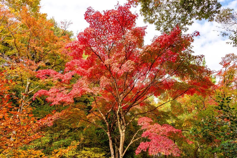Maple Trees during Autumn Momiji Season in Japan Stock Image - Image of ...