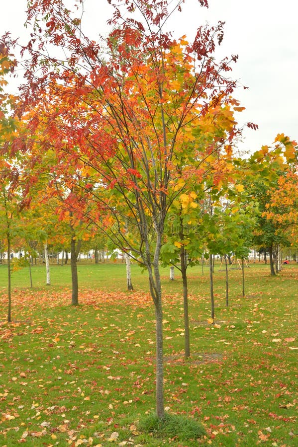Maple trees at autumn stock photo. Image of garden, park - 200446604