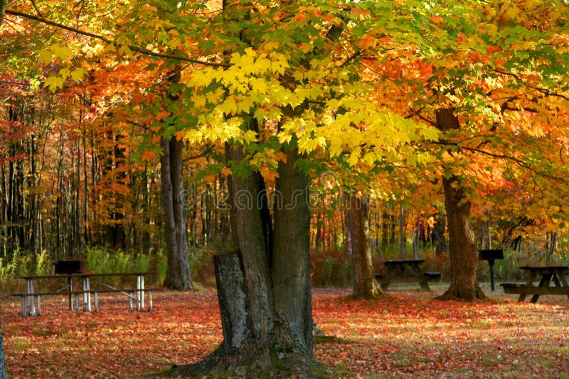 Maple trees stock image. Image of maple, leaves, flakes - 77634209