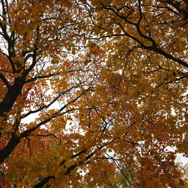 Maple Trees with Bright Orange Colored Leaves in Autumn. Stock Image ...