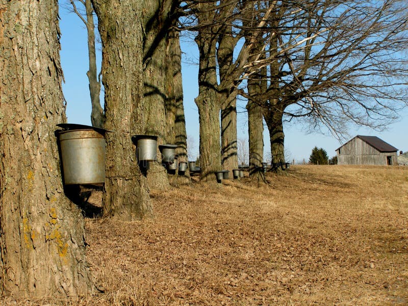 Maple trees with buckets stock photo. Image of remote, syrup - 322020