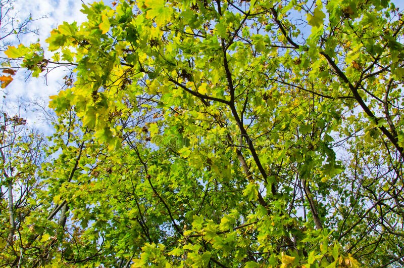 Maple Trees in City Park on Autumn Stock Photo - Image of design, maple ...