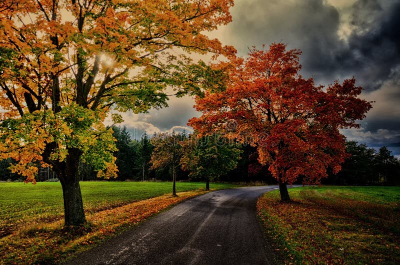 Maple Trees with Colored Leafs Along Asphalt Road at Autumn/fall ...