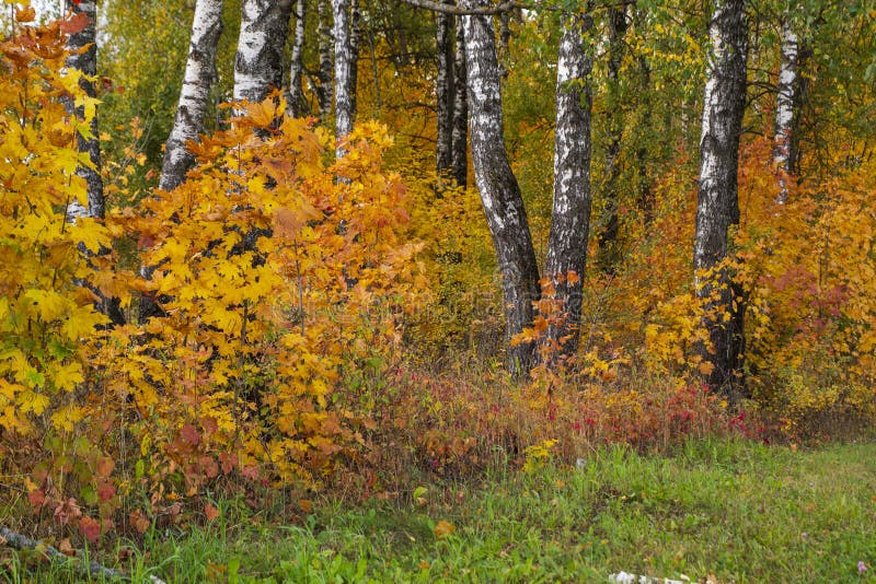 Maple Trees with Colored Leaves . Autumn Day Stock Photo - Image of ...