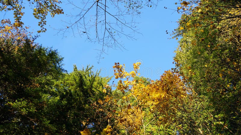 Red Maple Tree with Big and Bright Leaves in the Morning Sun Close Up ...