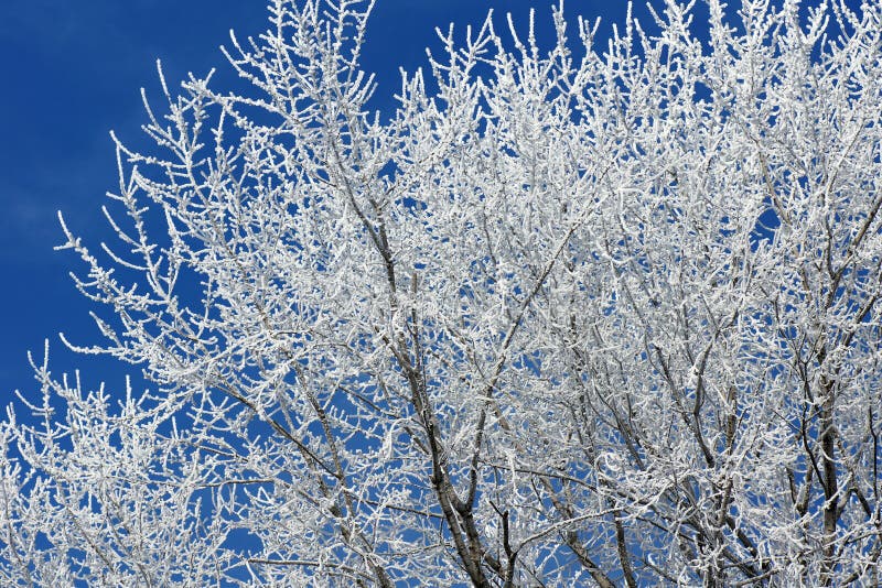 Maple Trees Covered in Frost or Snow Stock Photo - Image of wood ...