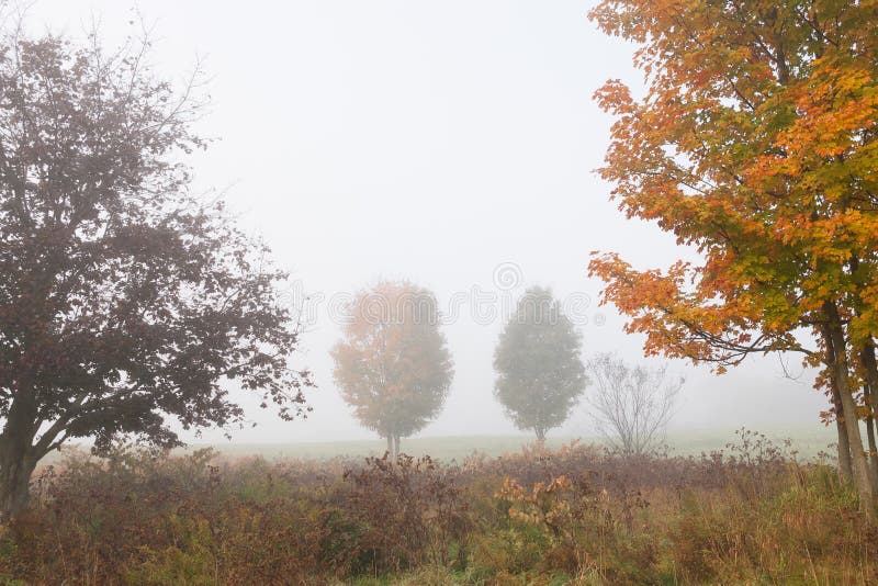 Maple Trees during Early Morning Fog. Stock Image - Image of rural ...