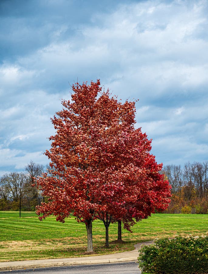 Maple Trees in Fall Colors Against Mowed Grass Stock Photo - Image of ...