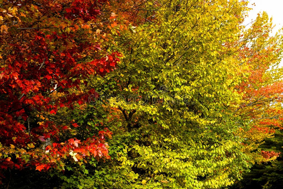 Maple Trees during Fall Foliage Stock Image - Image of colorful, season ...