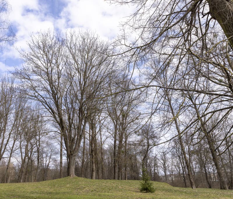 Maple Trees without Foliage in the Spring Season Stock Photo - Image of ...