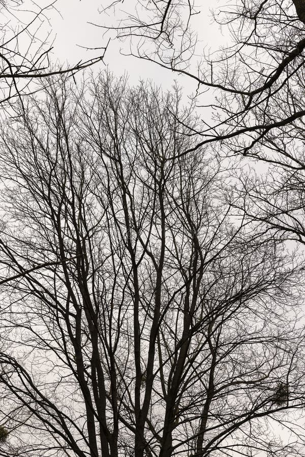 Maple Trees without Foliage in the Winter Season in the Forest Stock ...
