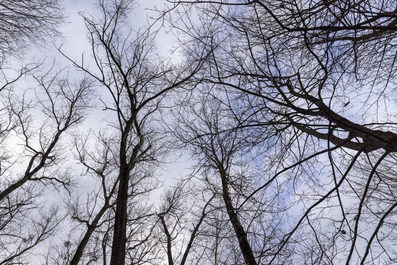 Maple Trees without Foliage in the Winter Season in the Forest Stock ...