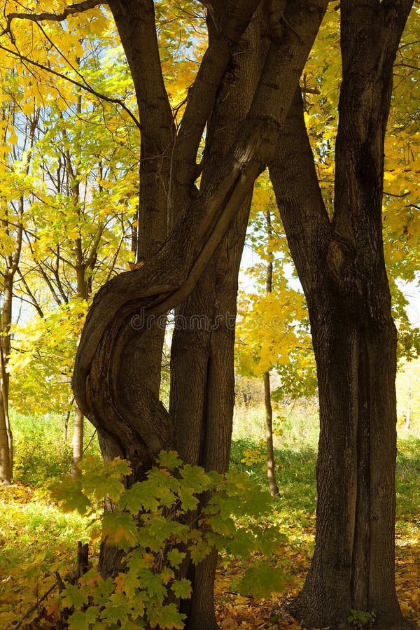 Maple Trees Forest . Autumn Gold Stock Photo - Image of plant ...