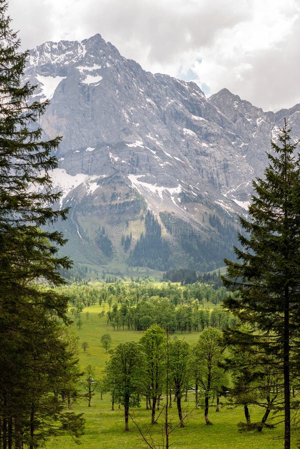 Maple Trees in Front of a Mountain Stock Image - Image of valley ...