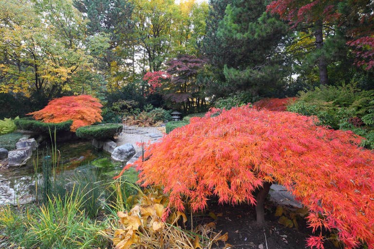 Maple Trees in Japanese Garden Stock Photo - Image of tranquility ...
