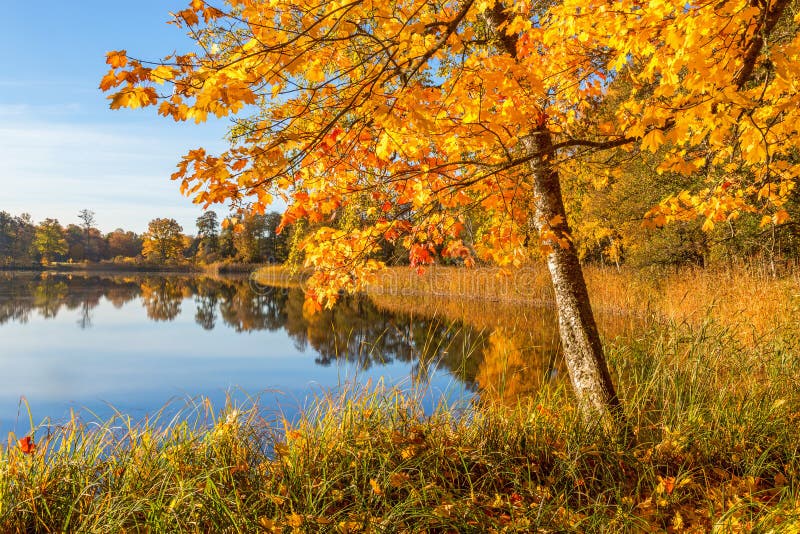 Maple Trees by the Lake in the Fall Stock Image - Image of beach, tree ...