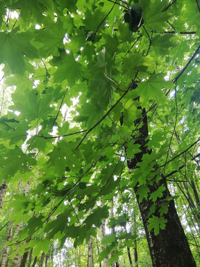 Maple trees in the park stock image. Image of grove - 220785029