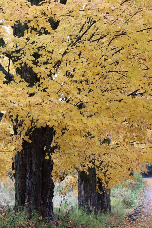 Maple Trees in Quebec stock photo. Image of food, quebec - 261163794