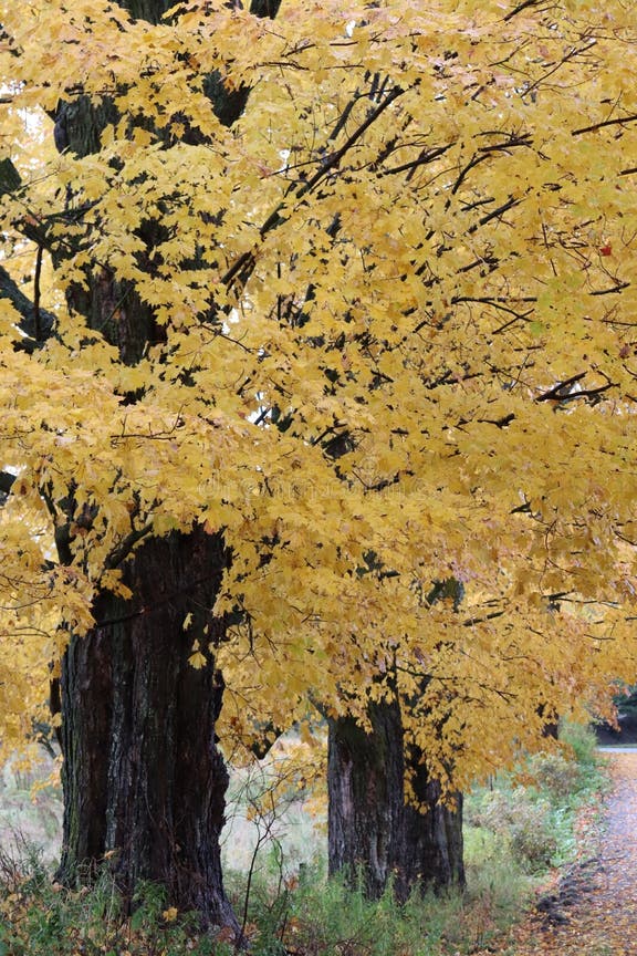 Maple Trees in Quebec stock photo. Image of food, quebec - 261163794