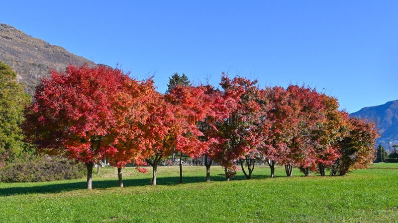 Maple Trees with Red Leaves, in the Fields Stock Image - Image of lily ...
