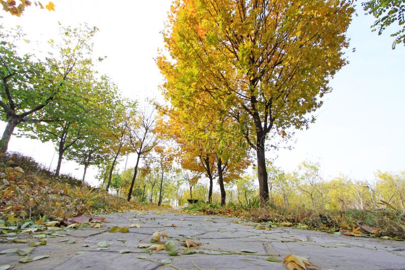 Maple Trees and Rock Path, Autumn Scenery in a Park Stock Photo - Image ...