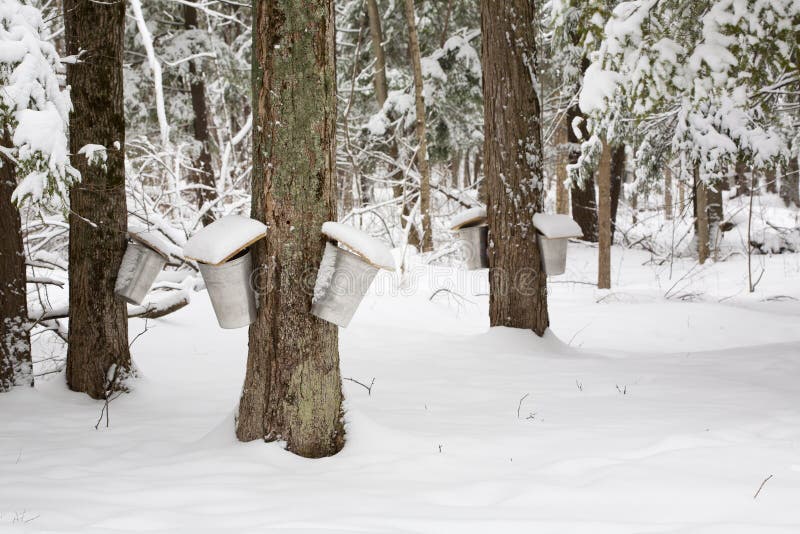 Maple Trees with Sap Pails stock photo. Image of trees - 23646268