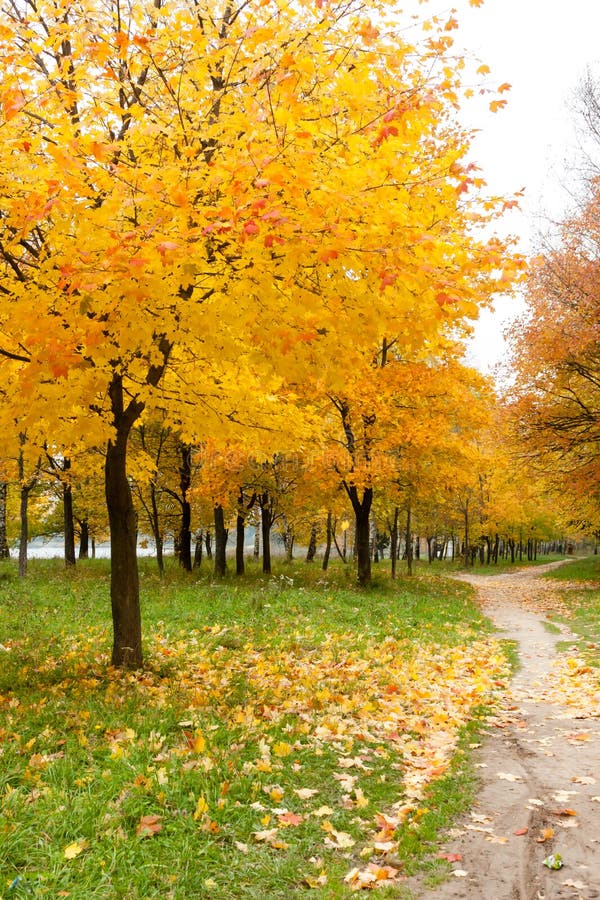 Maple Trees with Yellow Leaves Near Path, Autumn Landscape with Maple ...