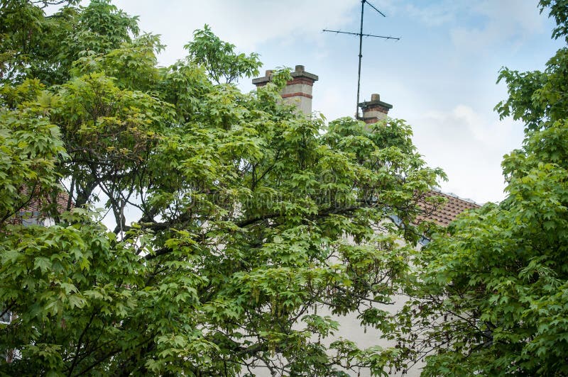 Maple Tress in Front of Building Stock Photo - Image of parisian, front ...