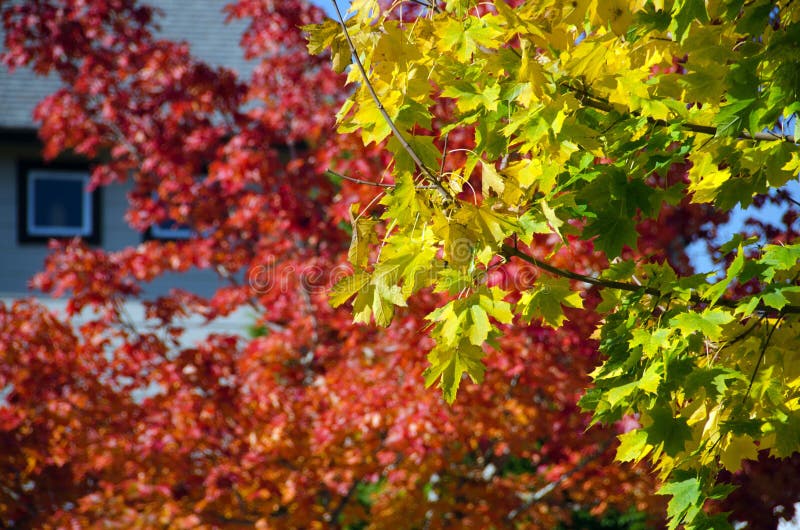 Maple Tricolor during Indian Summer Stock Photo - Image of redmond ...