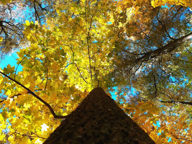 Maple Trunk and Beautiful Autumn Leaves Stock Photo - Image of foliage ...