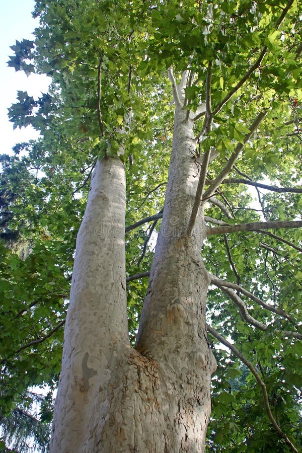 Maple stock photo. Image of tree, trunk, nature, leaf - 53508164