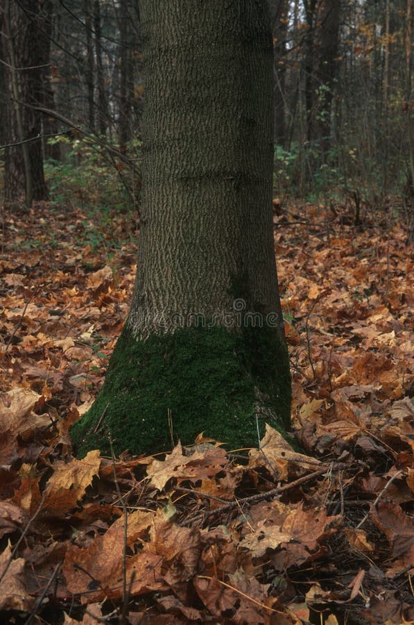 Maple Trunk with Moss on the Bark in the Autumn Forest Stock Image ...