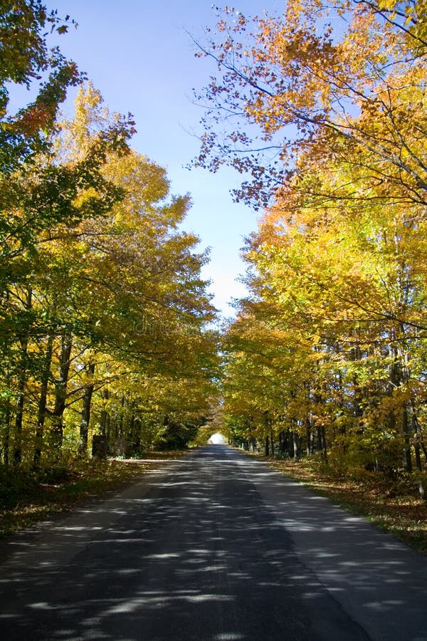 Tree Tunnel Picture. Image: 16719095