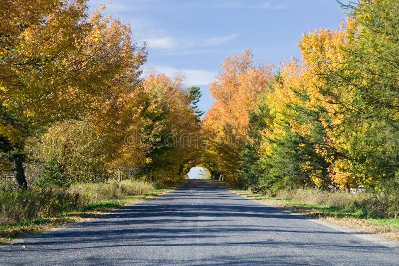 Tree Tunnel Picture. Image: 16719095