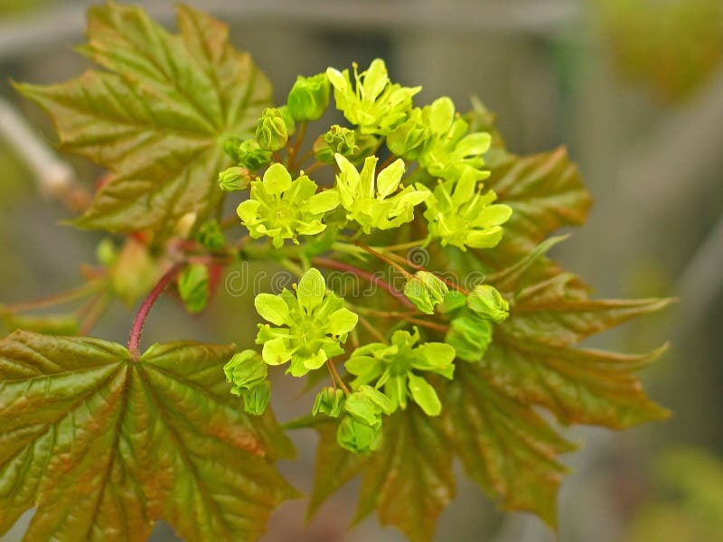 Maple twig stock photo. Image of leaf, spray, tree, plant - 13732858