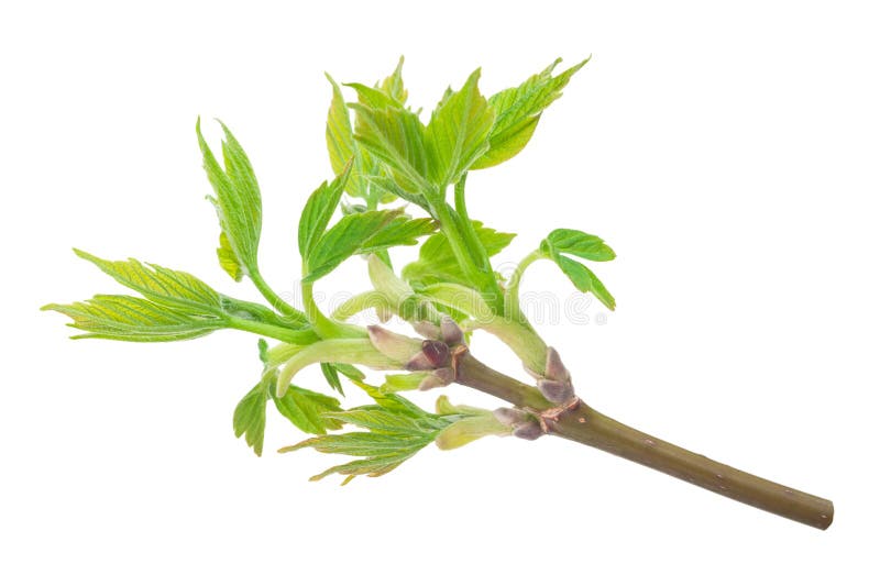 Maple twig with buds stock photo. Image of bundle, macro - 61626316