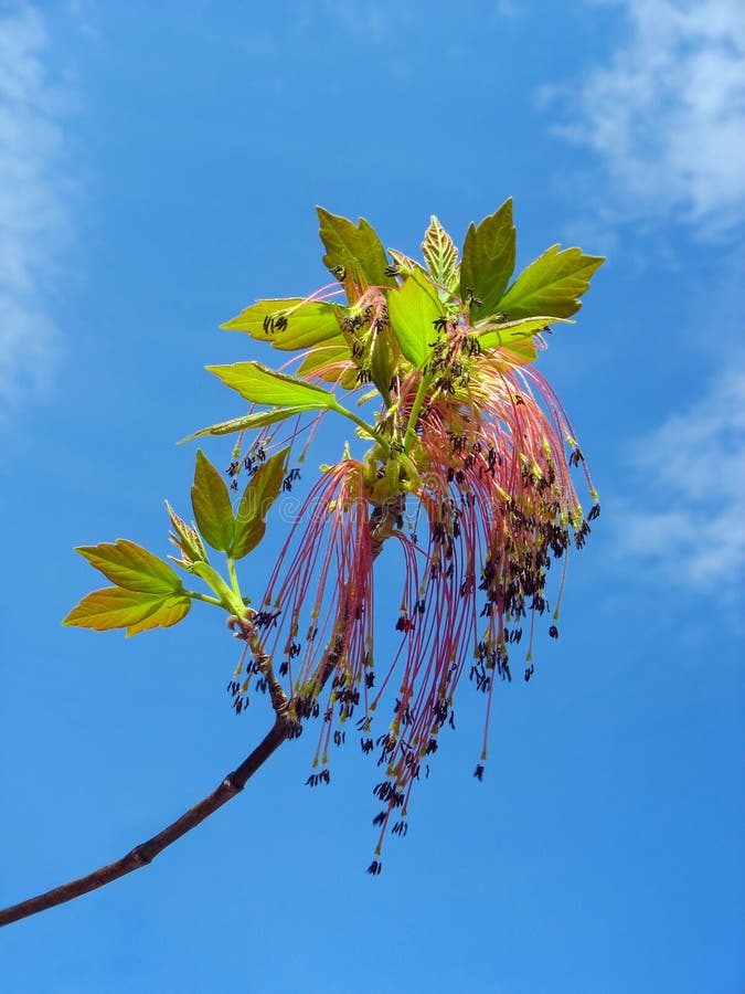 Red Maple Catkins Against Blue Sky Background Stock Image - Image of ...