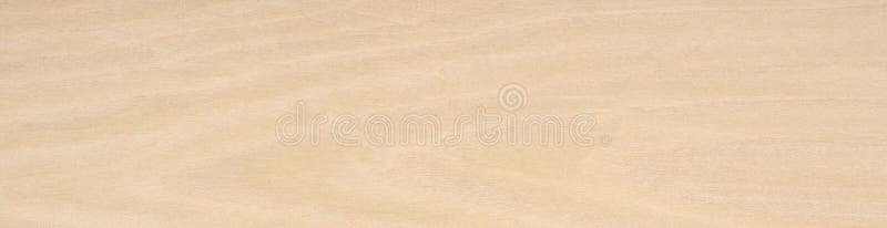 Maple Veneer Surface with a Gentle Cascade of Creamy Hues and Subtle ...