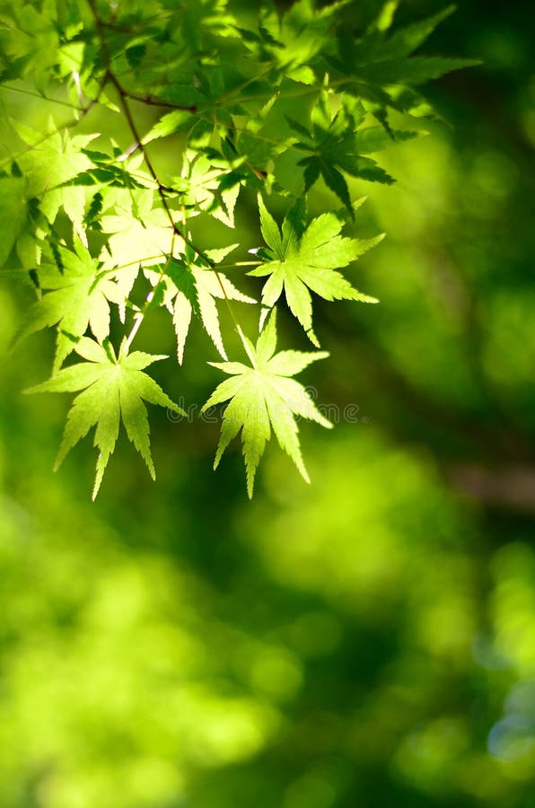 Maple verdure stock photo. Image of plant, relax, nature - 31765434