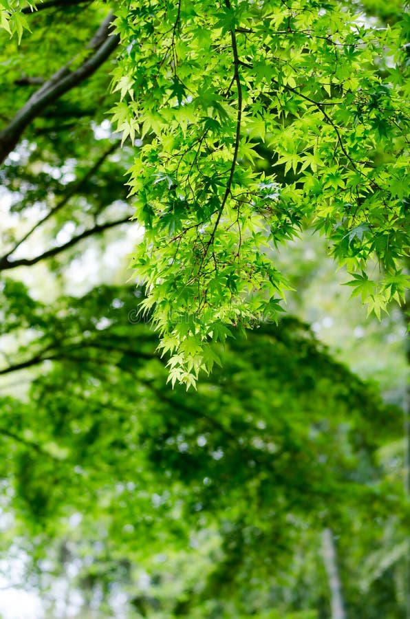Maple verdure stock photo. Image of plant, flower, momiji - 41765696