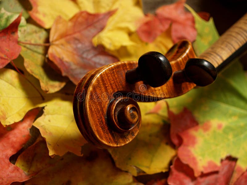 Maple Violin Scroll & Maple Leaves Stock Photo - Image of colourful ...