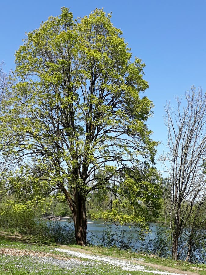 Maple Tree on the Willamette River Stock Image - Image of bank ...