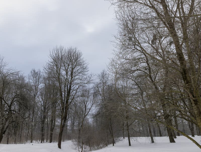 Trees during Cold Weather in Dim Light in Winter Stock Image - Image of ...