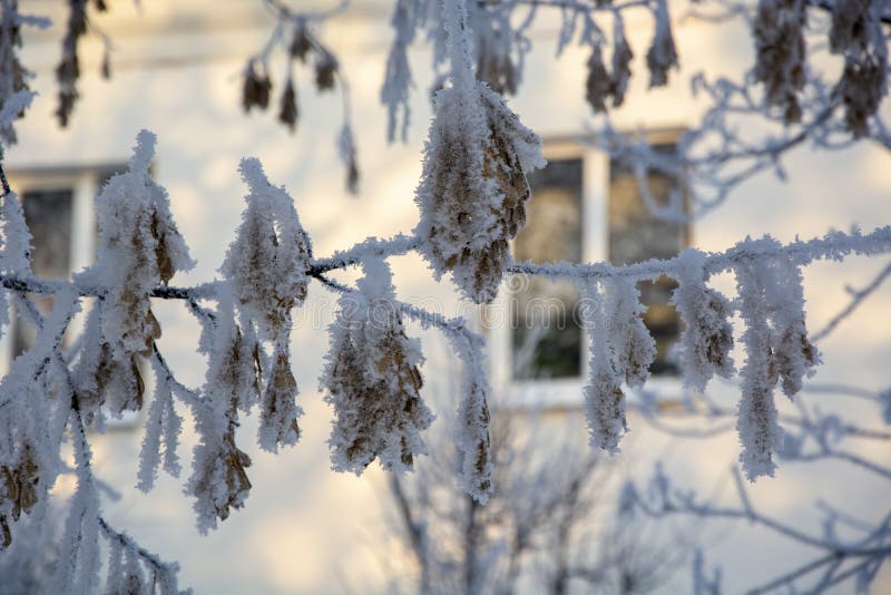 Maple in Winter. Winter Landscape Stock Image - Image of outdoors, park ...