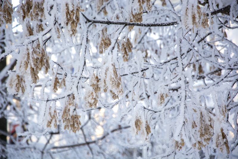 Maple in Winter. Snowy Trees Stock Photo - Image of nature, december ...